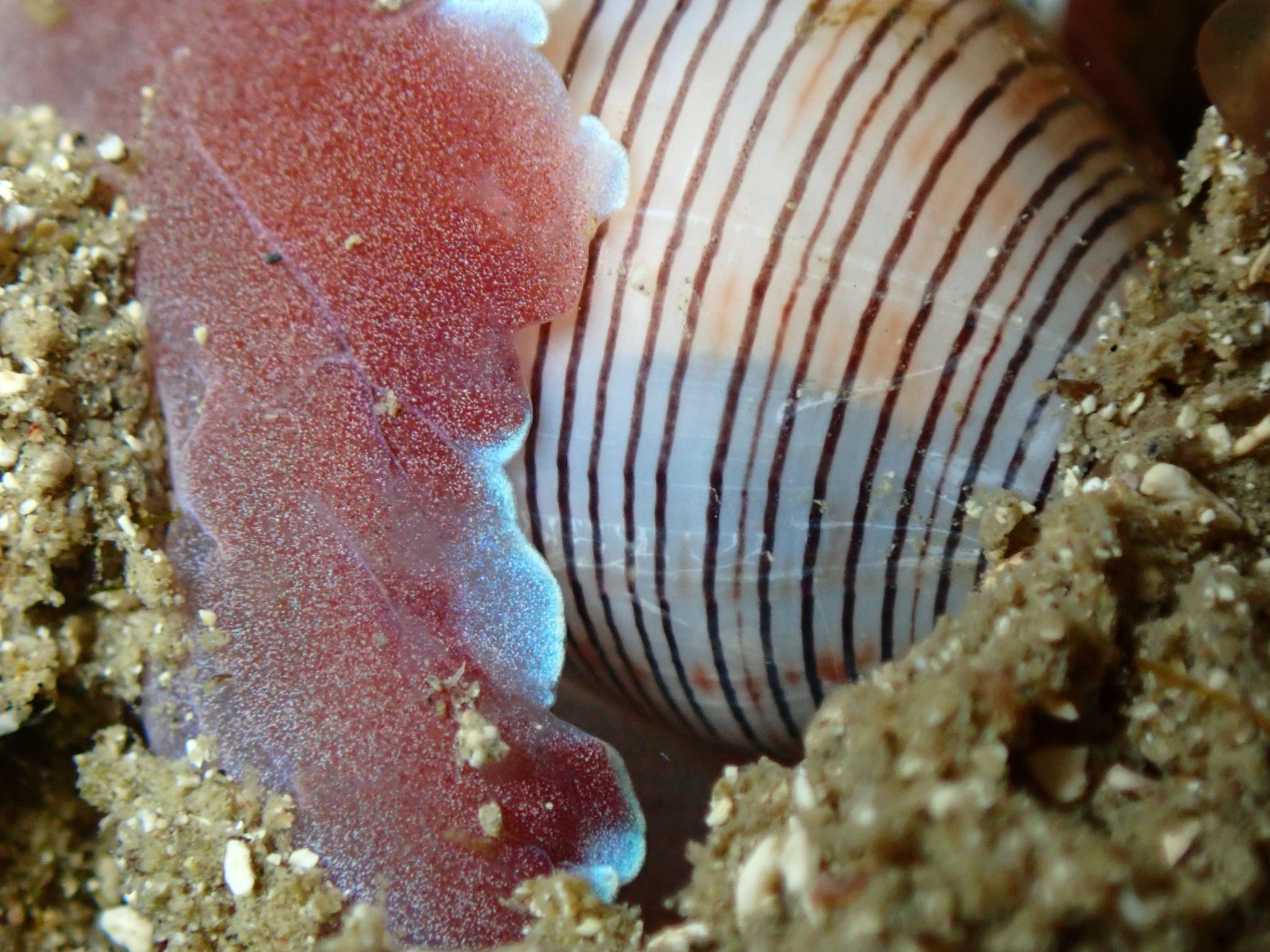 ブログ – NAMEGAWA DIVING SERVICE